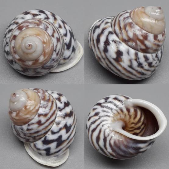 shellauction.net :: Canefriula lacteolata - 3709699