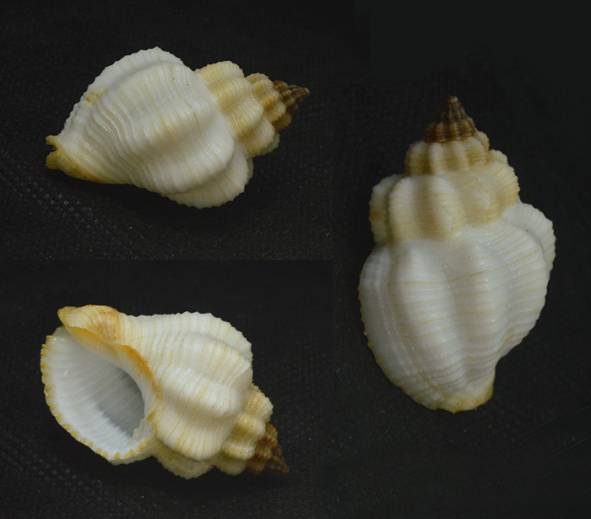 shellauction.net :: Cantharus tranquebaricus - 3709722