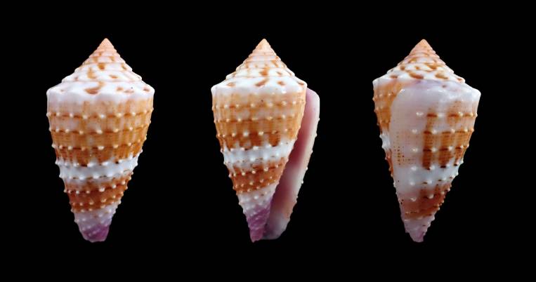 shellauction.net :: Conus floridulus - 3709776