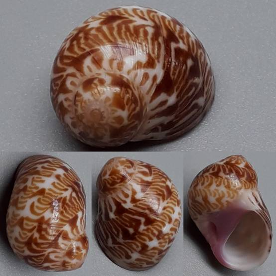 shellauction.net :: Tectonatica violacea - 3709835