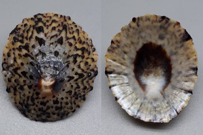 shellauction.net :: Patella sp. - 3709896