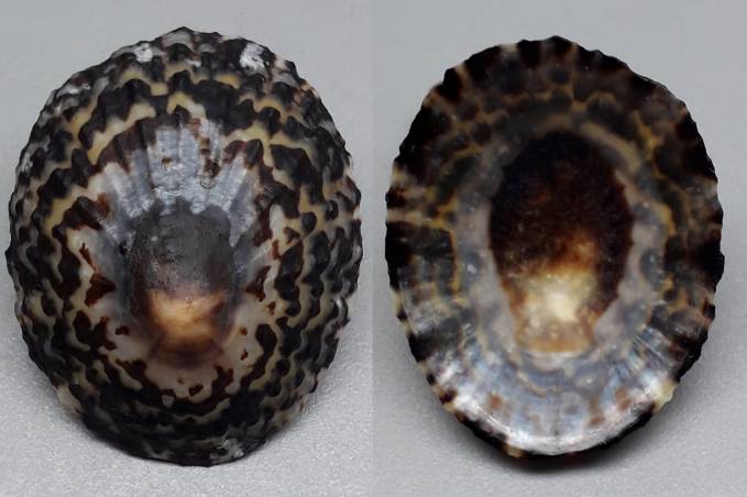 shellauction.net :: Patella sp. - 3709897