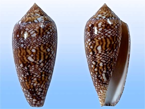 shellauction.net :: Conus textile - 3710029