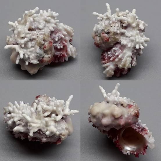 shellauction.net :: Angaria formosa - 3710031