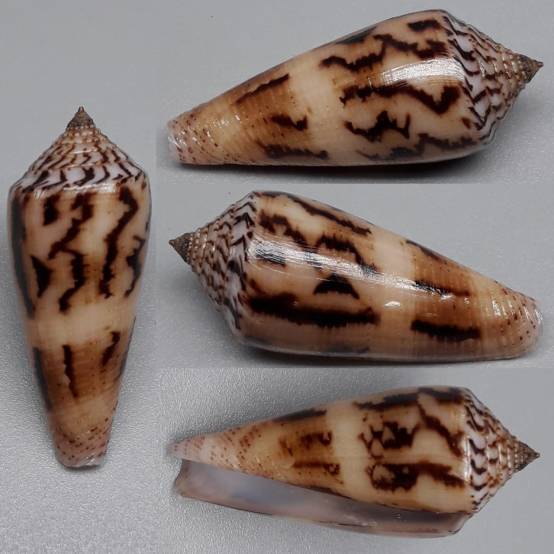 shellauction.net :: Conus consors - 3710193