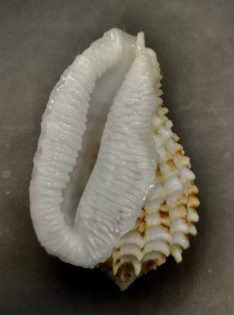 shellauction.net :: Morum ninomiyai - 3710265