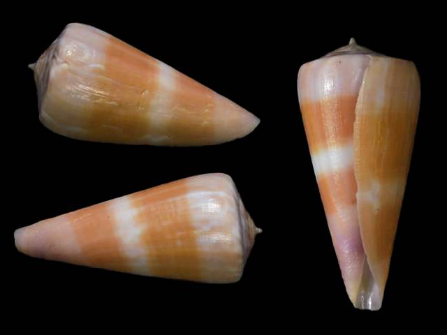shellauction.net :: Conus malabaricus - 3710312