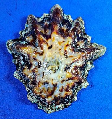 shellauction.net :: Patella oculus - 3710328