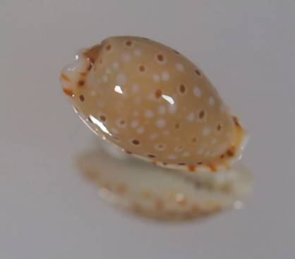 shellauction.net :: Naria thomasi - 3710368