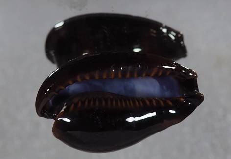 shellauction.net :: Erronea adusta persica dilatata - 3710376