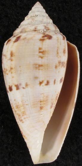 shellauction.net :: Conus compressus - 3710428