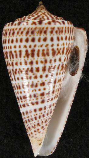 shellauction.net :: Conus spurius lorenzianus - 3710437