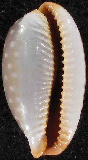 shellauction.net :: Staphylaea limacina - 3710444