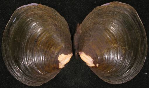 shellauction.net :: Batissa violacea - 3710447