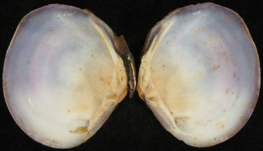 shellauction.net :: Batissa violacea - 3710447