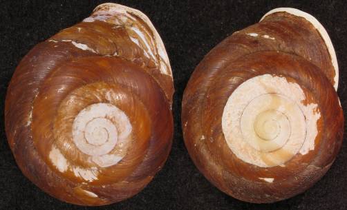 shellauction.net :: Hadra webbi - 3710484