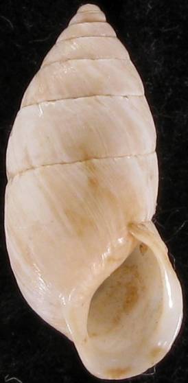 shellauction.net :: Luchuena reticulata - 3710523