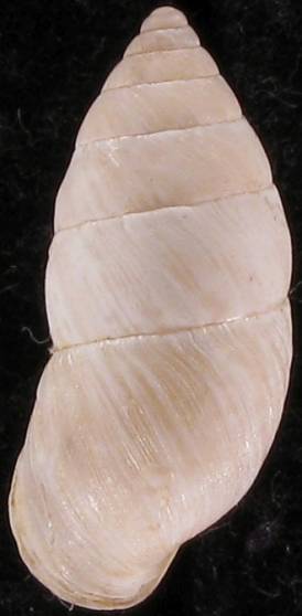 shellauction.net :: Luchuena reticulata - 3710523