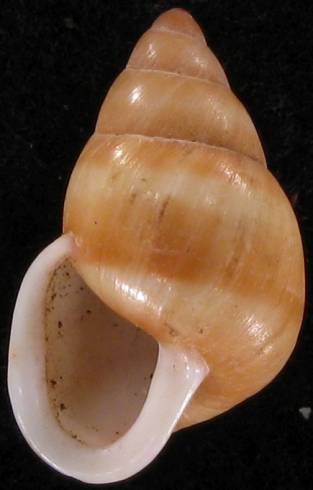 shellauction.net :: Partula otaheitana - 3710539