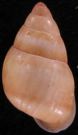 shellauction.net :: Partula otaheitana - 3710539