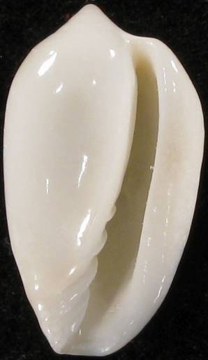 shellauction.net :: Prunum cinctum - 3710579