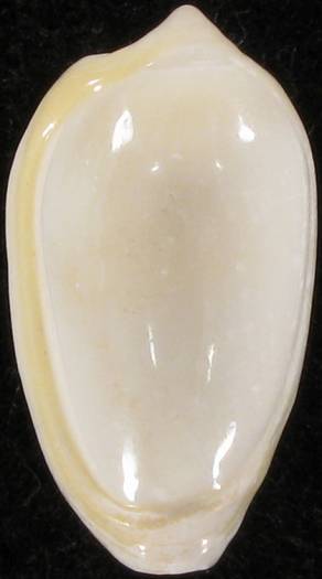 shellauction.net :: Prunum cinctum - 3710579