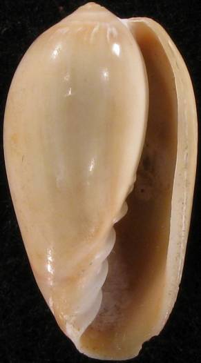 shellauction.net :: Prunum martini - 3710580