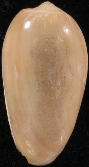 shellauction.net :: Prunum martini - 3710580