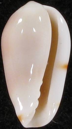 shellauction.net :: Prunum roosevelti - 3710581