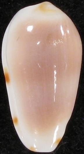 shellauction.net :: Prunum roosevelti - 3710581