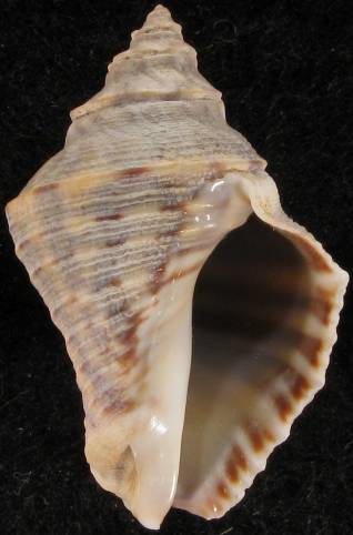 shellauction.net :: Indothais gradata - 3710584