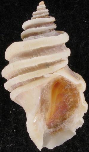 shellauction.net :: Trochia cingulata - 3710593