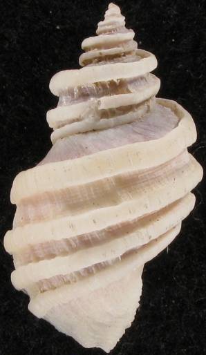 shellauction.net :: Trochia cingulata - 3710593