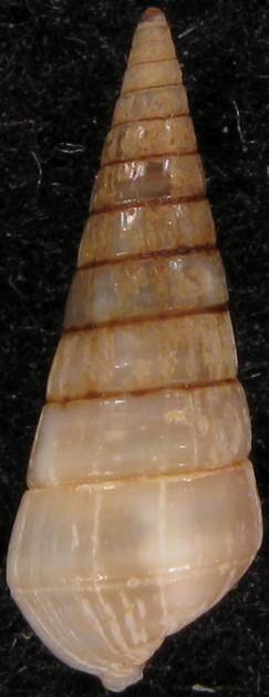 shellauction.net :: Longchaeus suturalis - 3710595