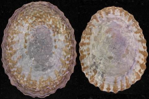 shellauction.net :: Cellana denticulata - 3710598