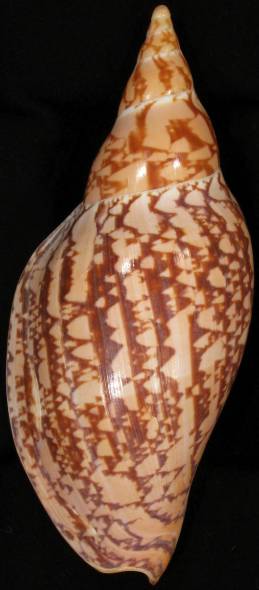 shellauction.net :: Ericusa sowerbyi - 3710621