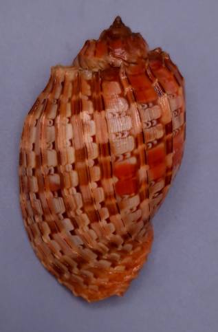 shellauction.net :: Harpa doris - 3710644