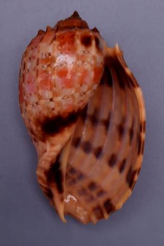 shellauction.net :: Harpa doris - 3710644