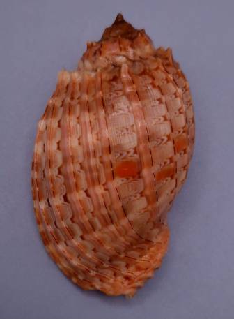 shellauction.net :: Harpa doris - 3710645