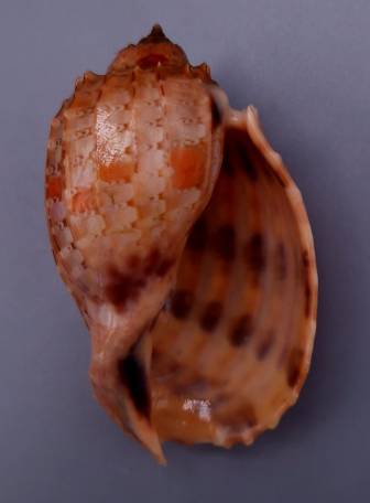 shellauction.net :: Harpa doris - 3710645