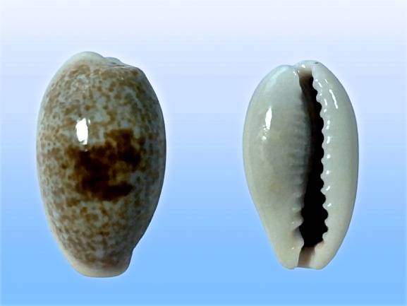 shellauction.net :: Erronea errones - 3710729