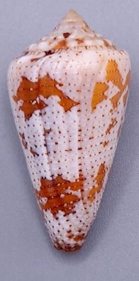 shellauction.net :: Conus cedonulli dominicanus - 3710749
