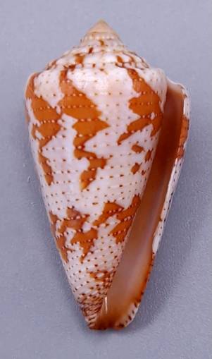 shellauction.net :: Conus cedonulli dominicanus - 3710749