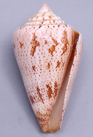 shellauction.net :: Conus cedonulli dominicanus - 3710751