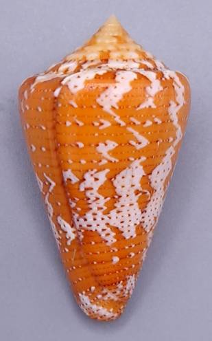 shellauction.net :: Conus cedonulli dominicanus - 3710753