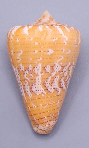 shellauction.net :: Conus cedonulli dominicanus - 3710754