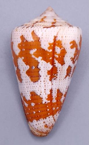 shellauction.net :: Conus cedonulli dominicanus - 3710755