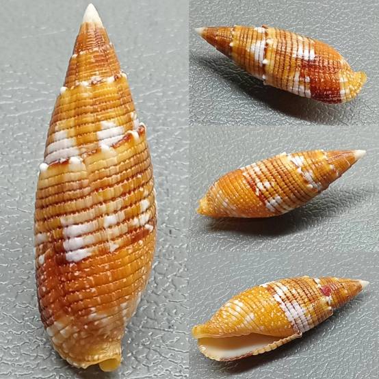 shellauction.net :: Strigatella imperialis - 3710758