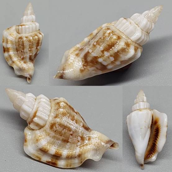 shellauction.net :: Dolomena pulchella - 3710899