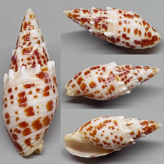 shellauction.net :: Mitra papalis - 3710925